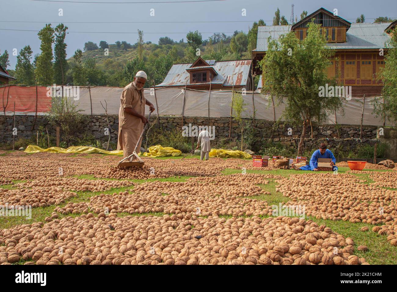 Kashmiri walnuts hi-res stock photography and images - Alamy