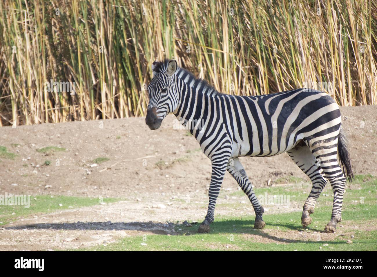 Savanna zebra hoof hi-res stock photography and images - Alamy
