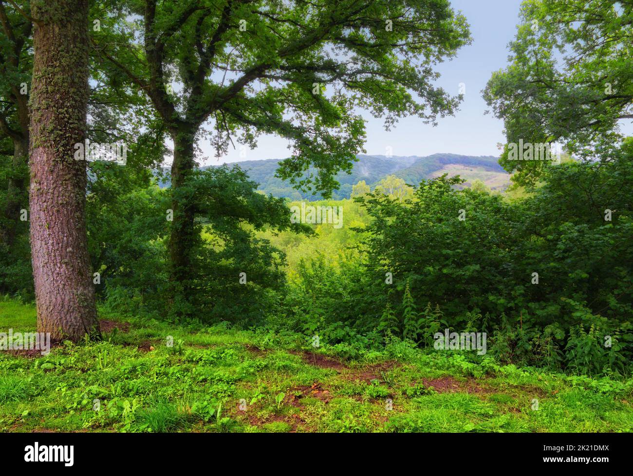 Lush forest in the spring. A very sharp and detailed photo of the ...