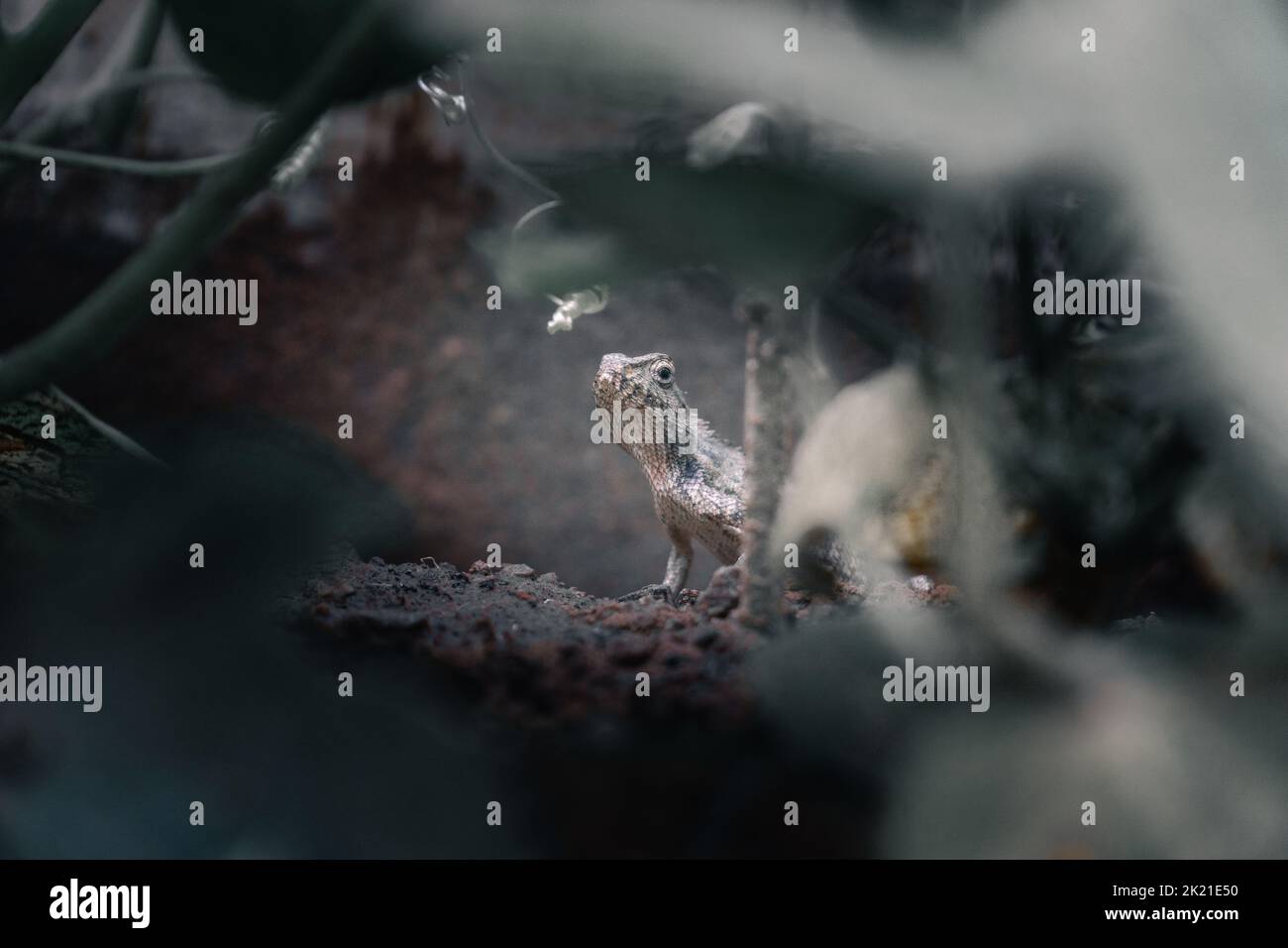 A lizard on a rock from behind leaves Stock Photo - Alamy