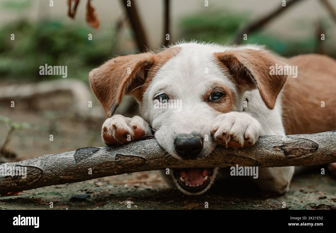 A Jack Russell Terrier puppy biting a branch on ground Stock Photo - Alamy