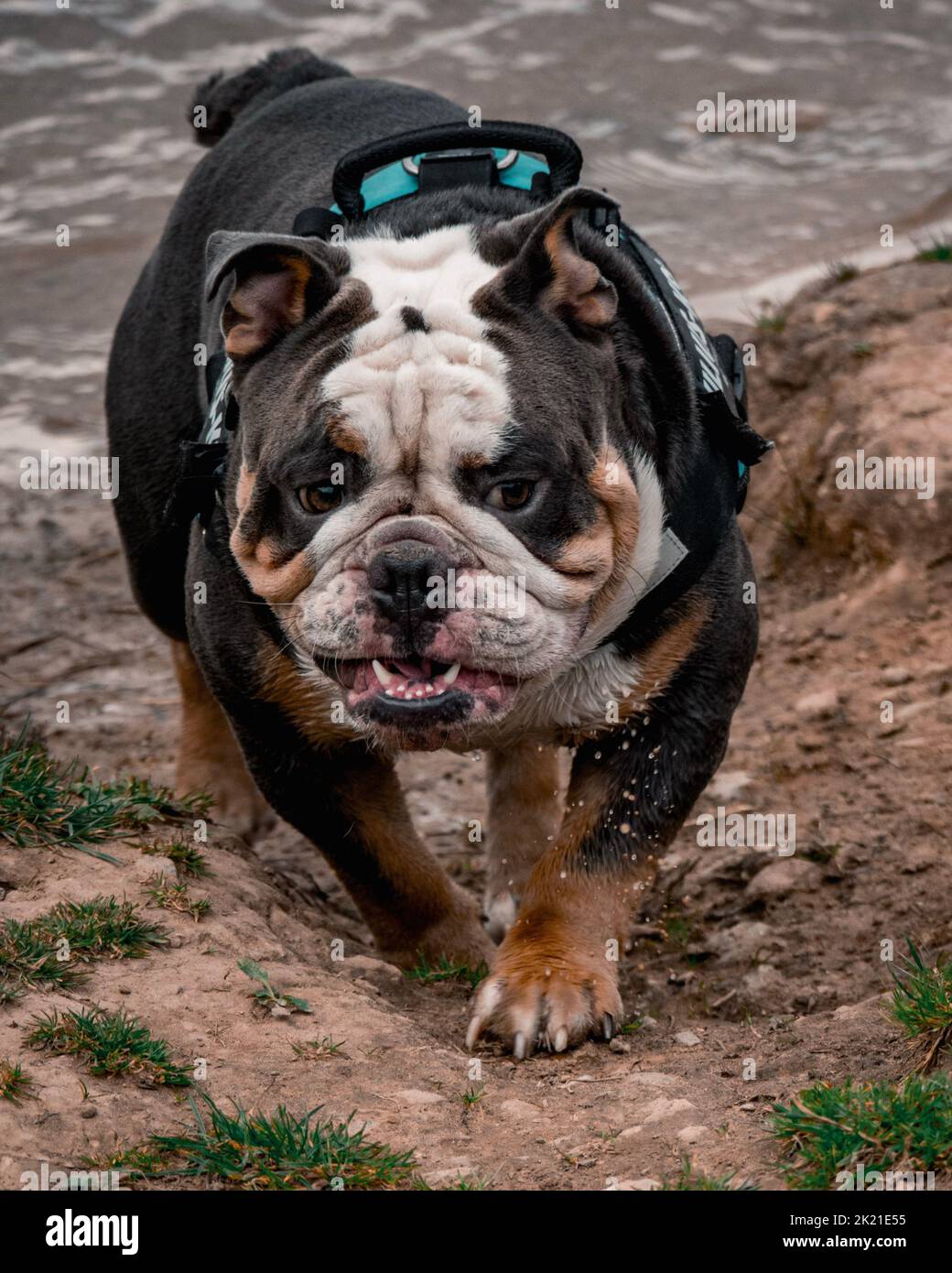 Closeup shot english bulldog hi-res stock photography and images - Alamy