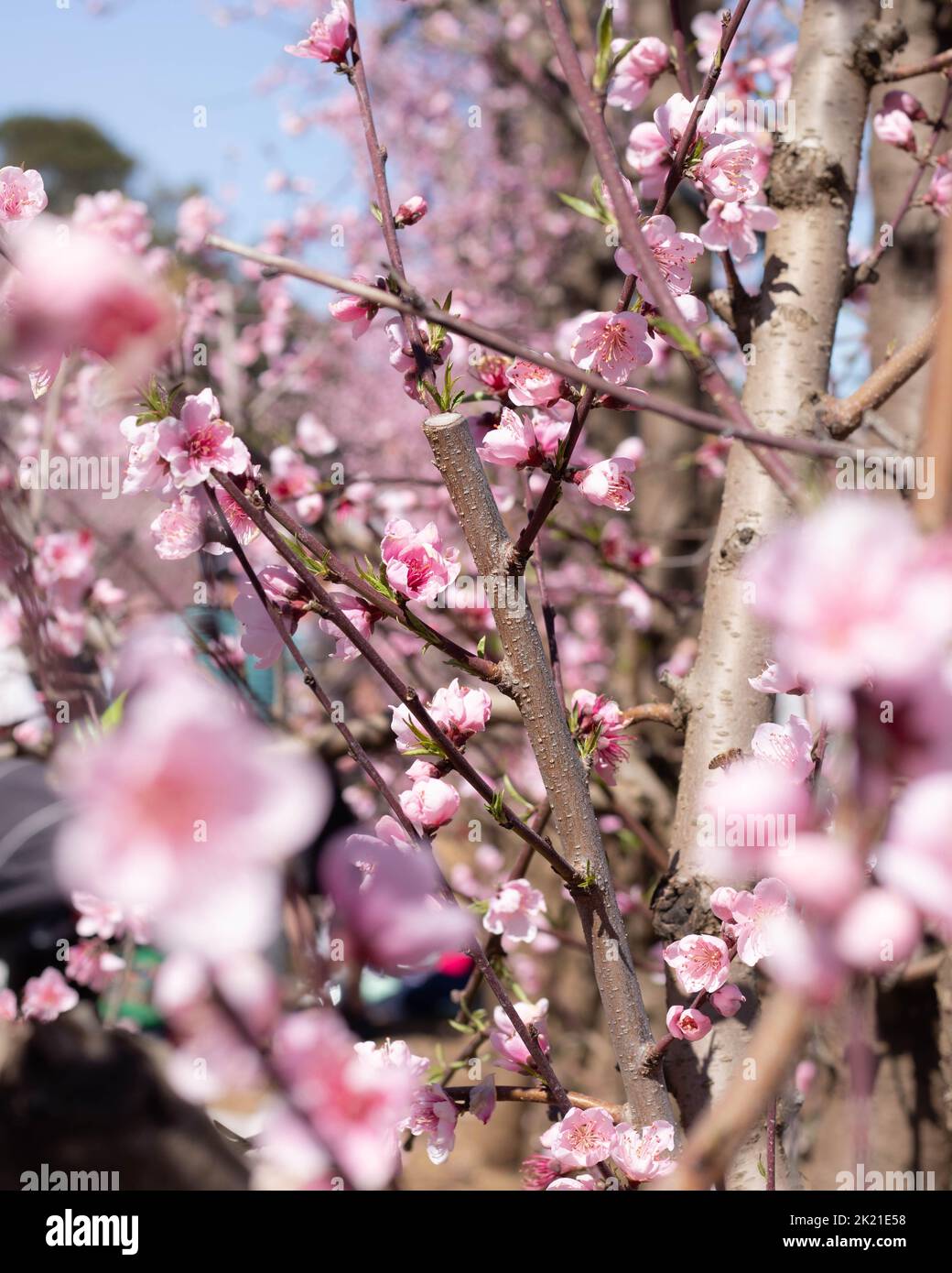 A beautiful shot of blooming pink cherry tree flowers - great for ...