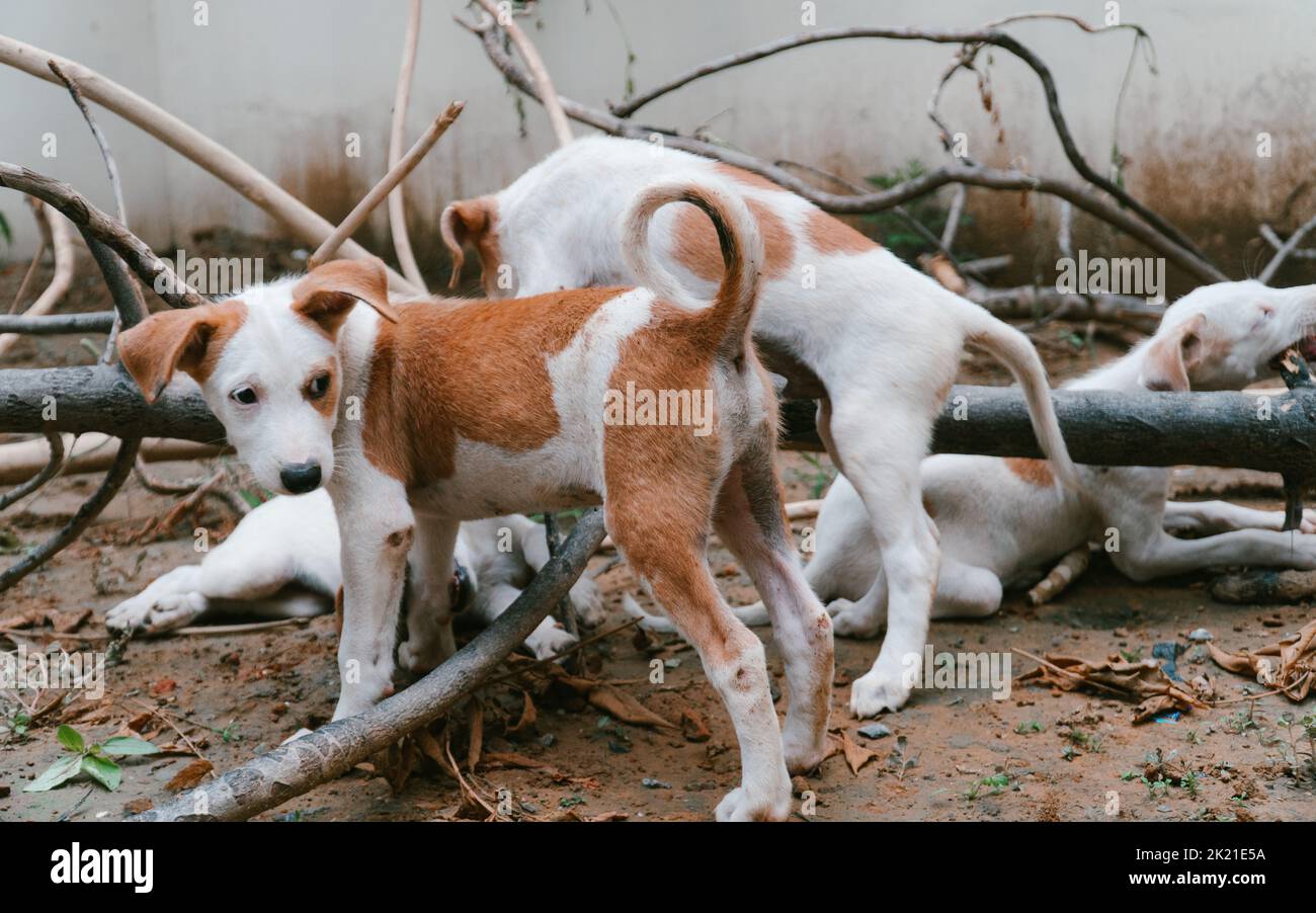 A Jack Russell Terrier puppies Playing together in an abandoned garden ...