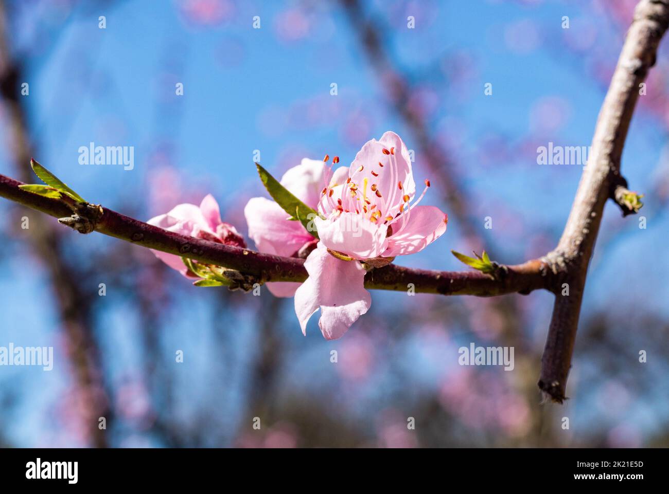 A closeup shot of a blooming pink cherry tree flower on a branch Stock ...