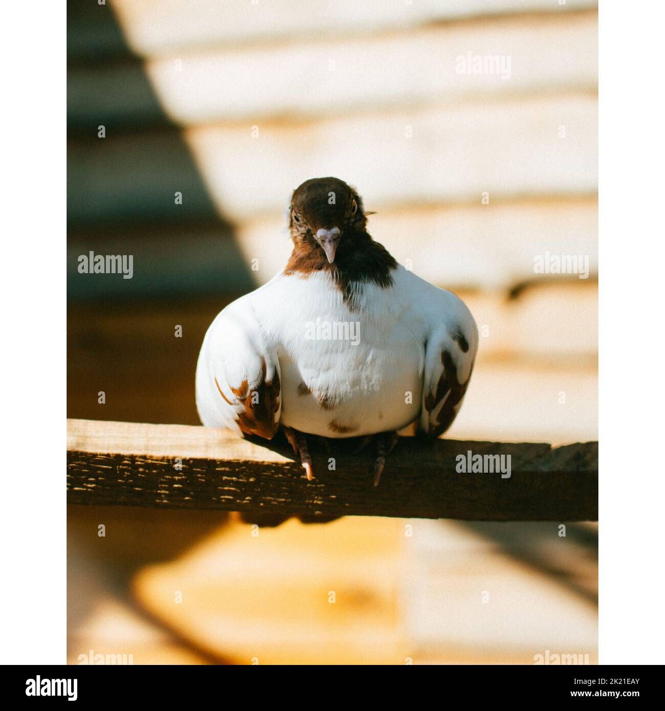 A beautiful fluffy dove sitting on a piece of wood against blurred ...