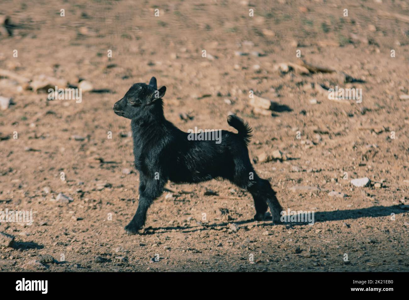 Baby Black Goat