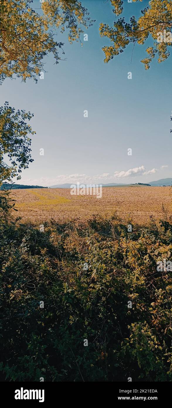 A vertical shot from under tree of natural field and sky Stock Photo ...