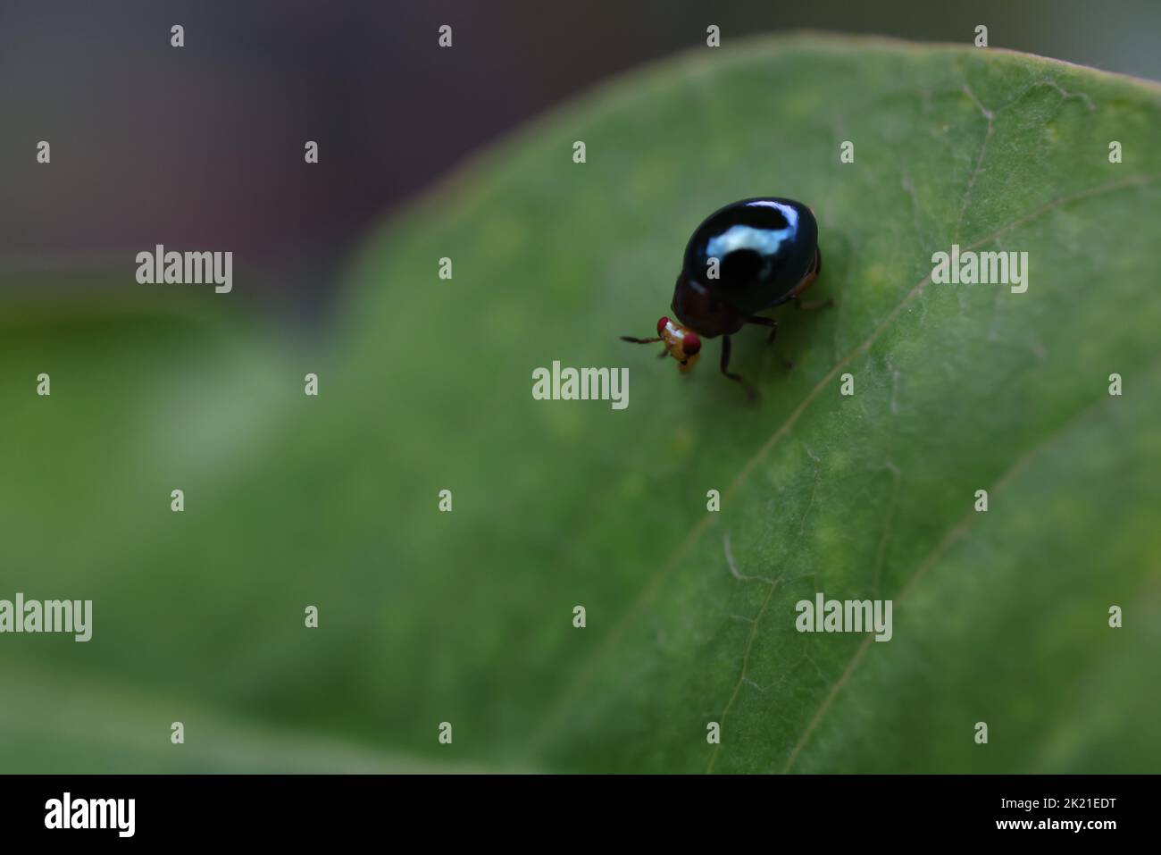 Steel blue ladybird hi-res stock photography and images - Alamy