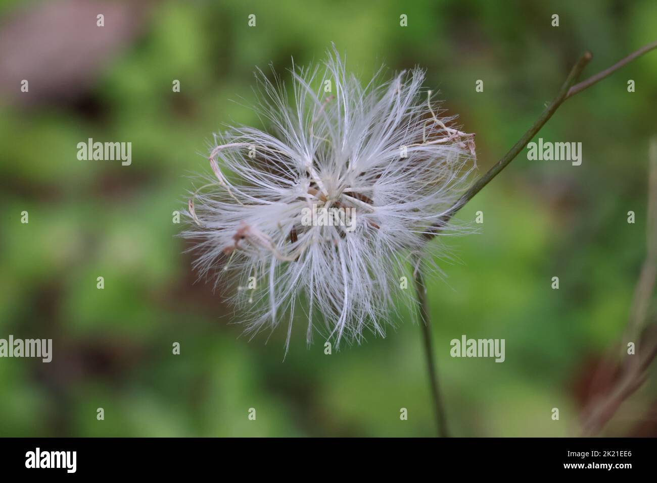 A macro shot of Dandelion officinalis against green blurred background ...