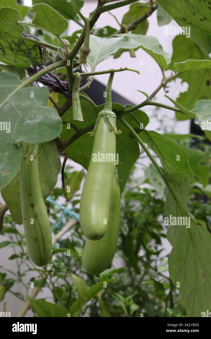 A closeup shot of Gourd growth on the tree Stock Photo - Alamy