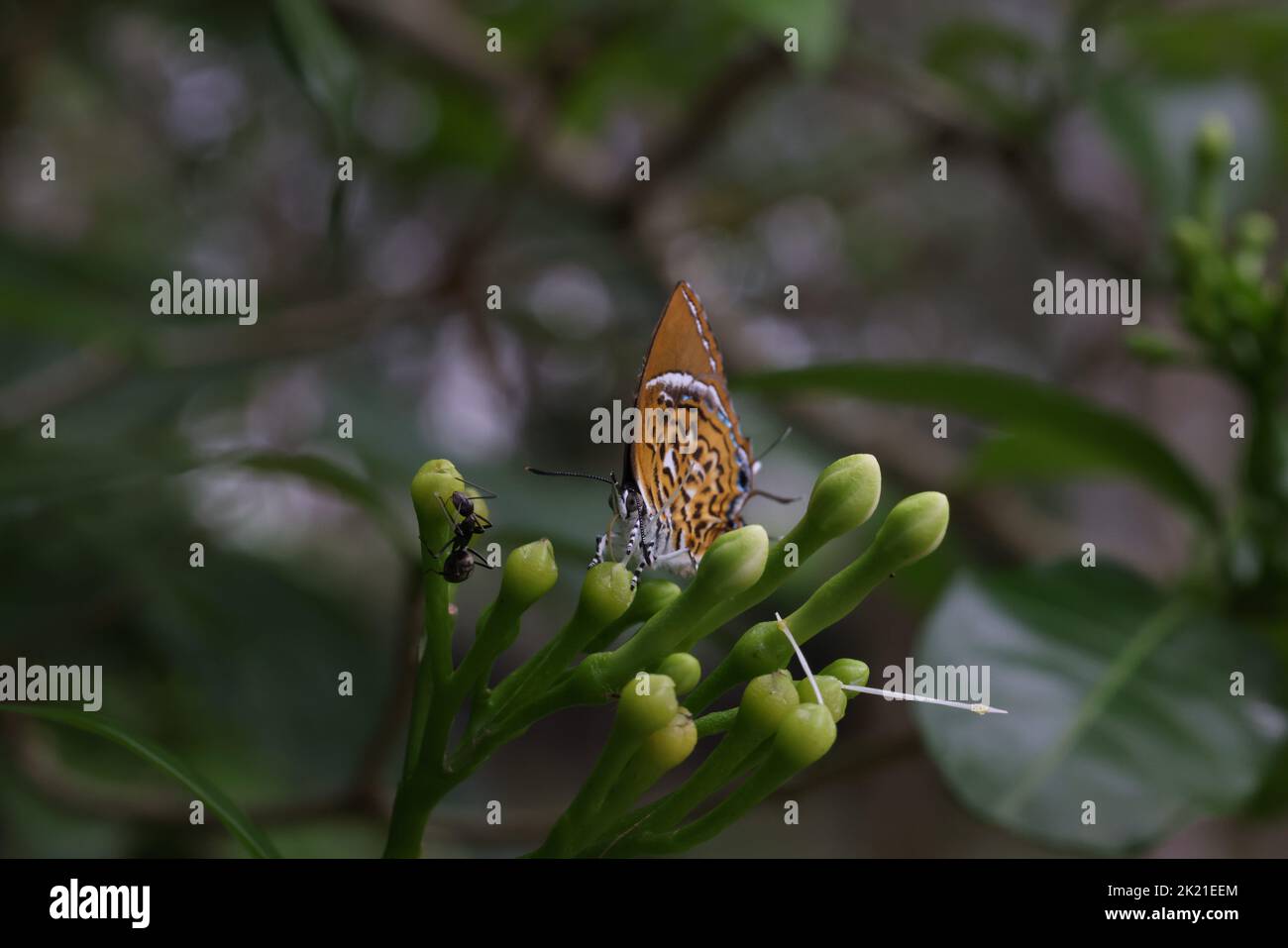A butterfly and ant on green plant against bokeh background Stock Photo ...