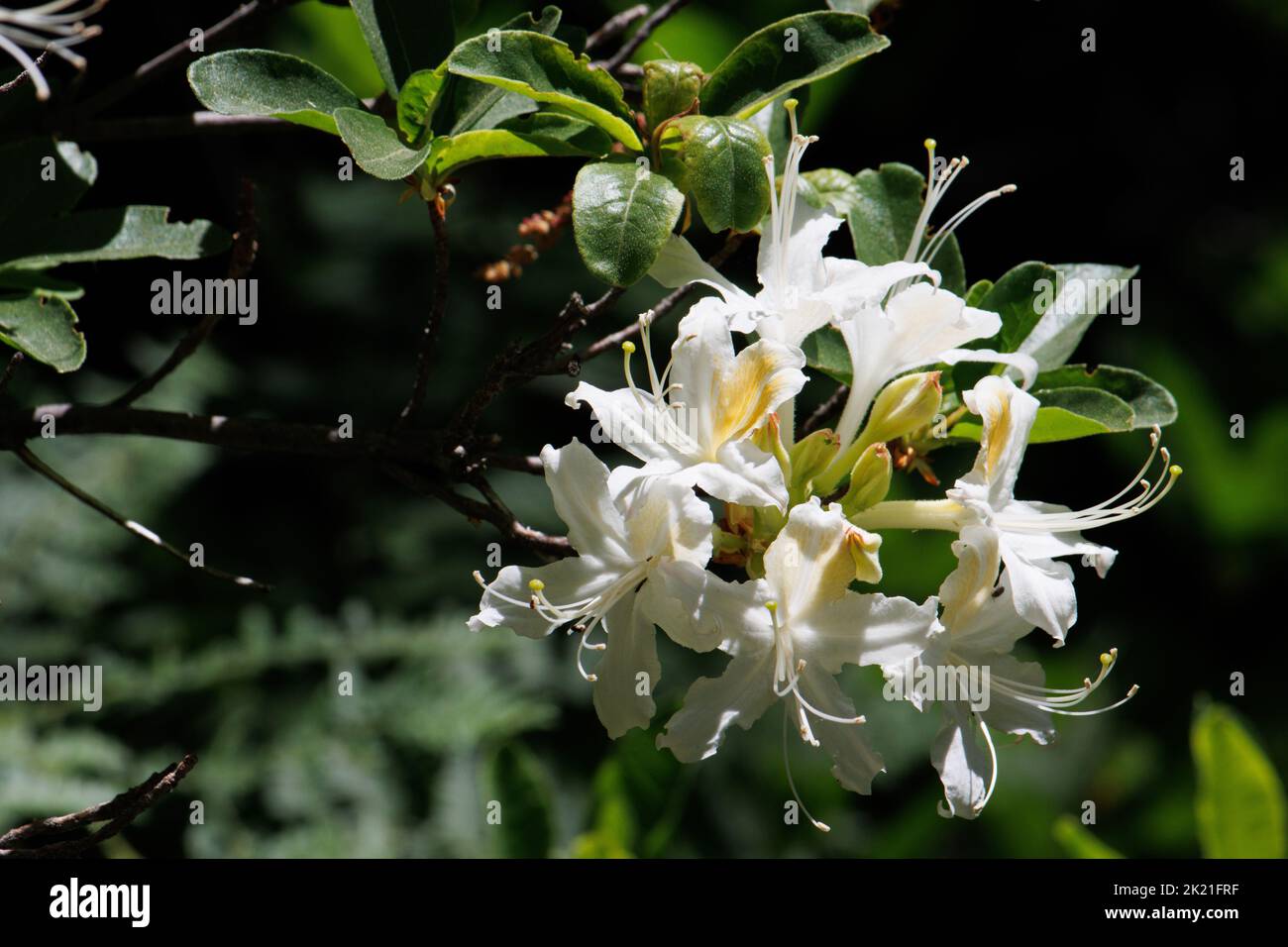 White flowering raceme inflorescence of Rhododendron Occidentale ...