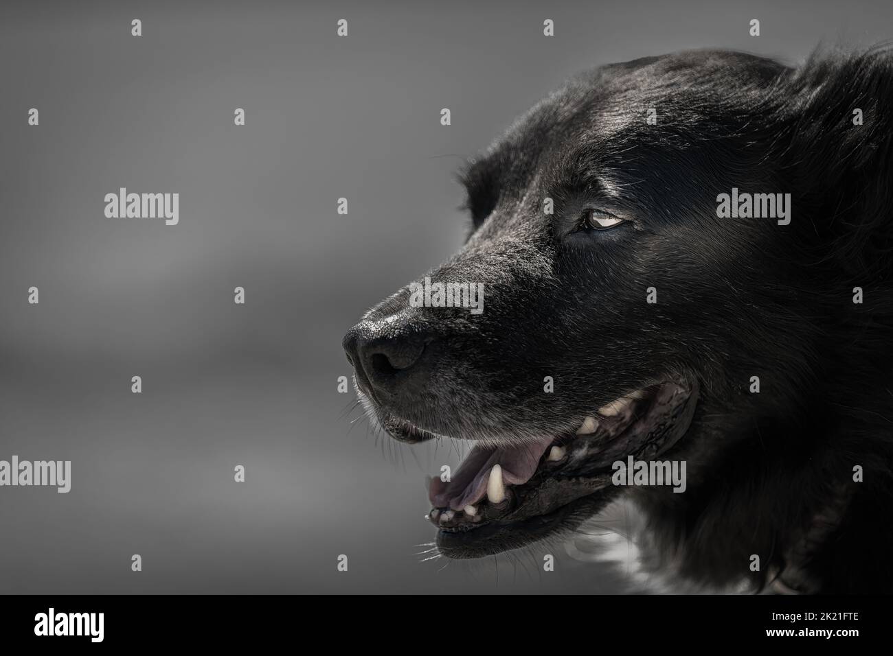 A grayscale closeup of a beautiful Australian shepherd and labrador mix ...