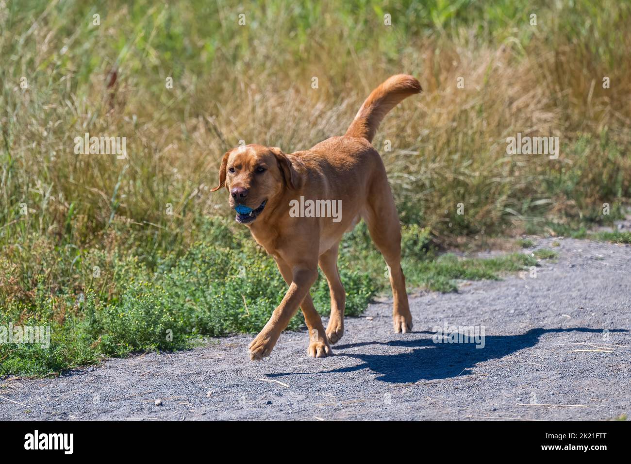 A beautiful little labrador walking joyfully with a blue ball in its ...