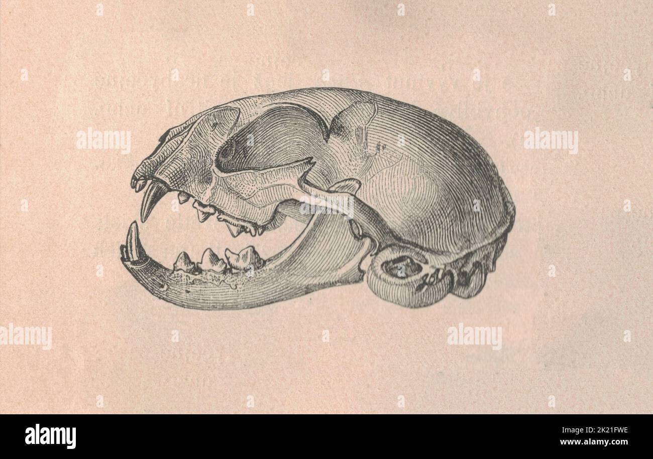 Cat skull. Cat cranium. Vintage illustration Stock Photo - Alamy