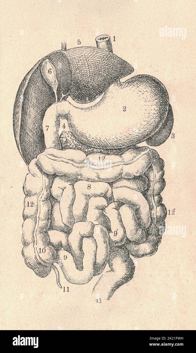 Antique engraved illustration of mammalian digestive system. Vintage ...