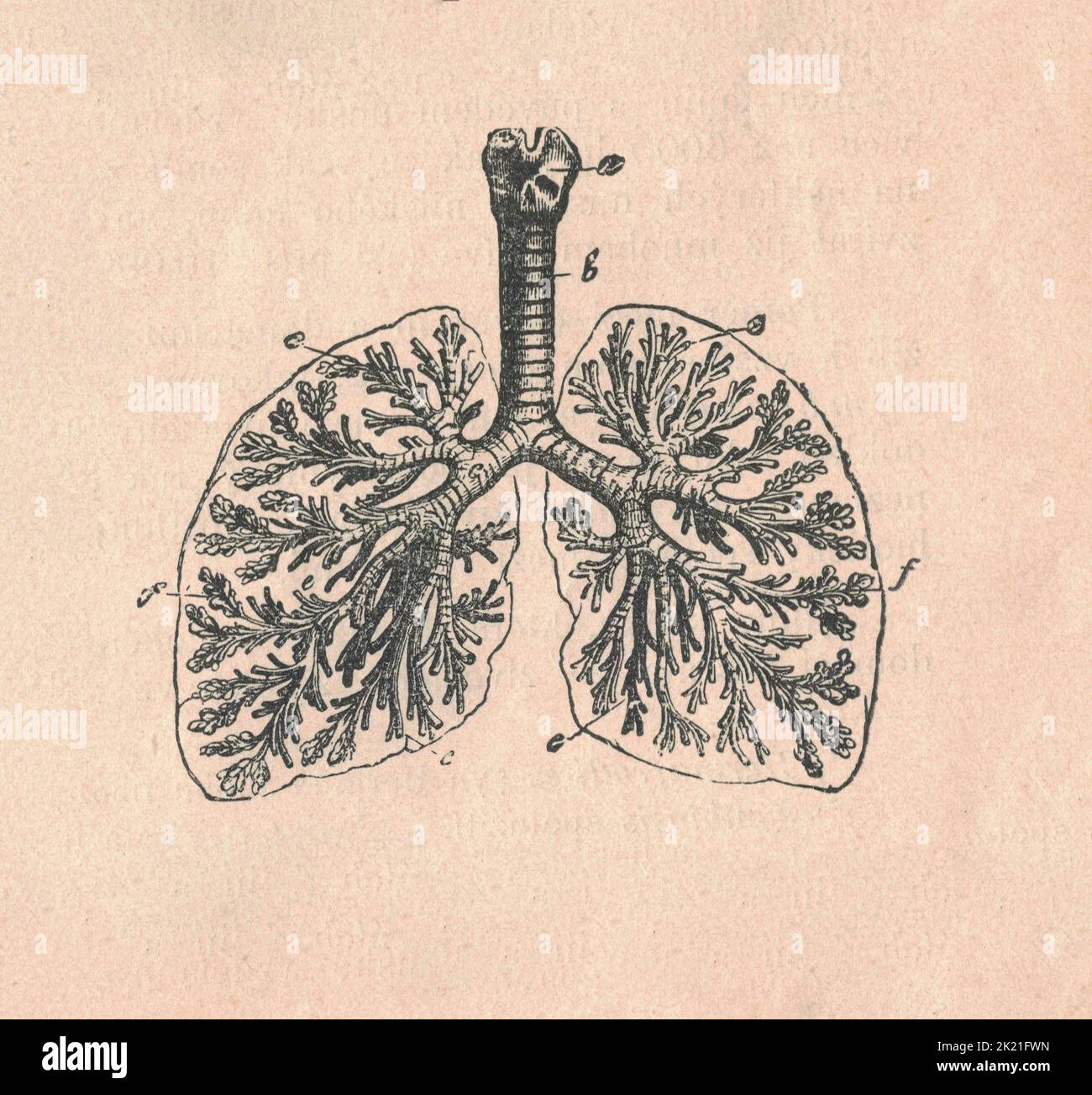 Mammal Respiratory System