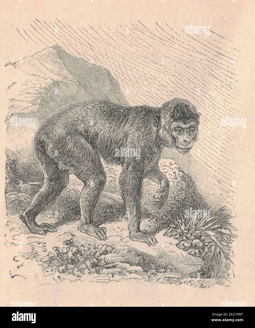 Antique engraved illustration of a guenon monkey. Vintage illustration ...