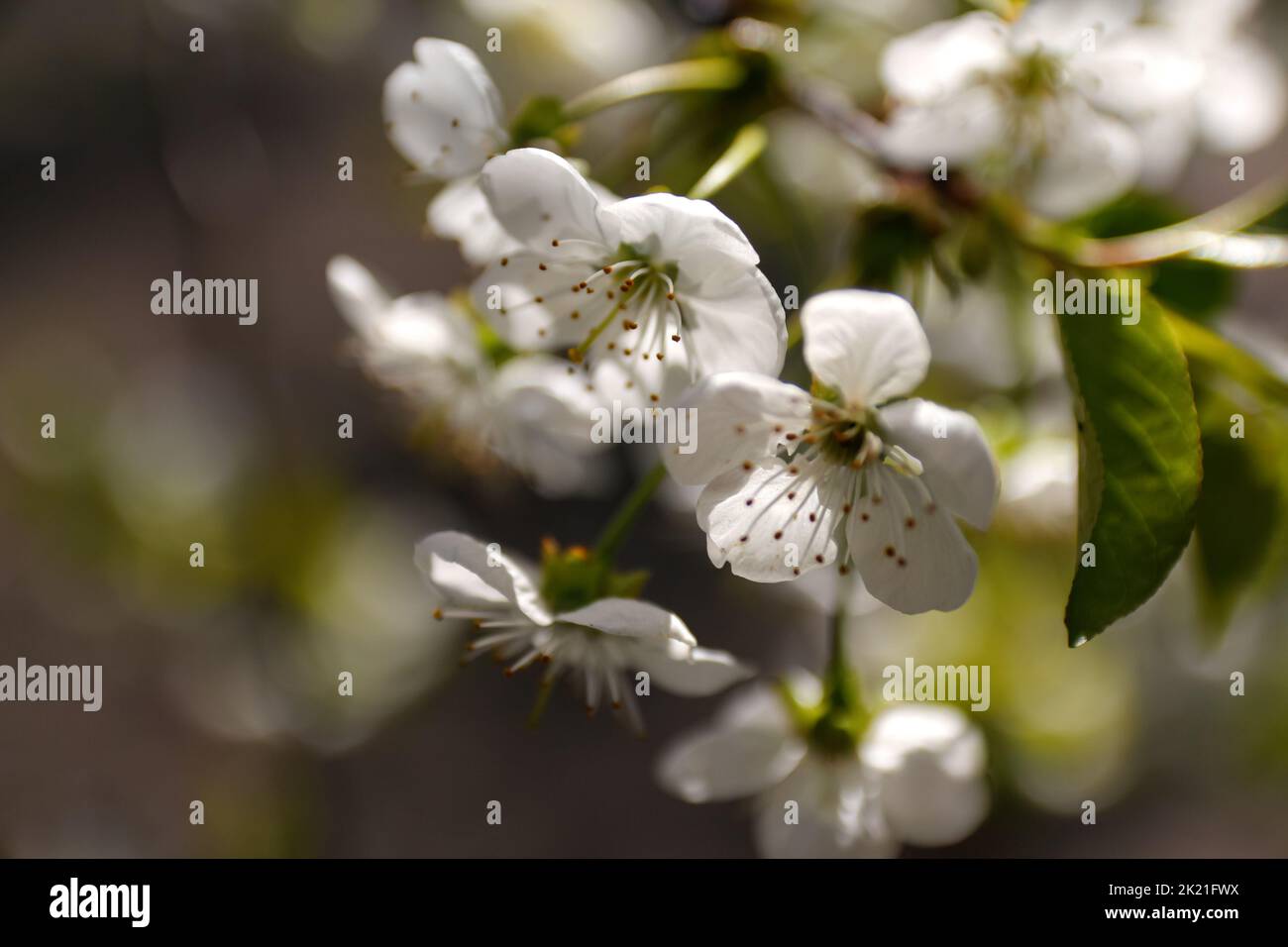 Defocus fresh spring branches of cherry tree with flowers, natural ...