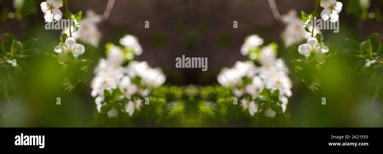 Defocus fresh spring branches of cherry tree with flowers, natural ...