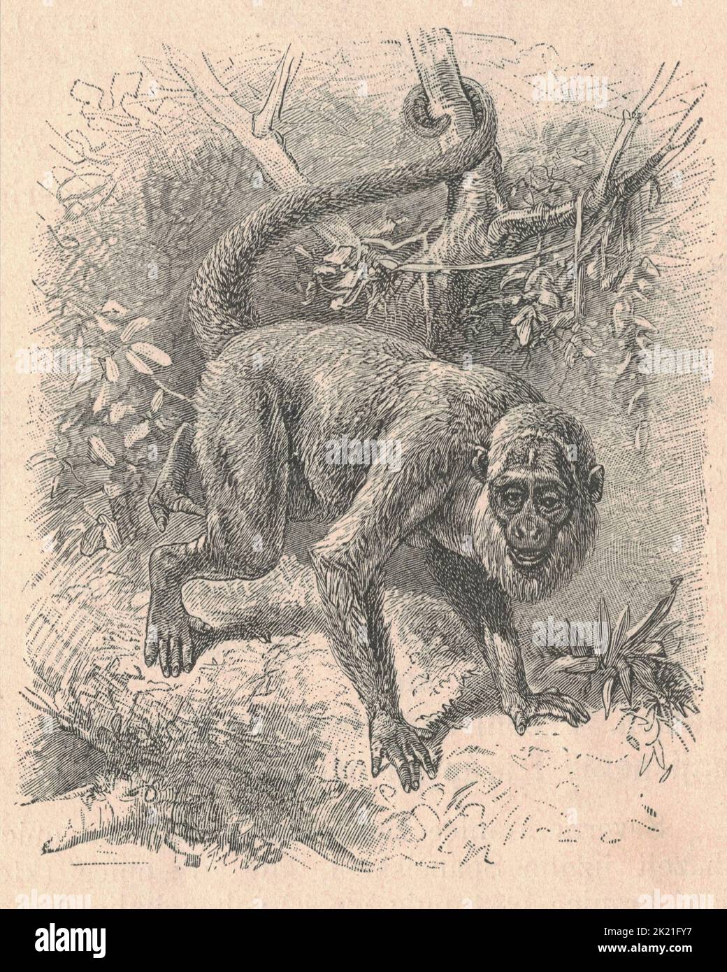 Antique engraved illustration of a howler monkey. Vintage illustration ...