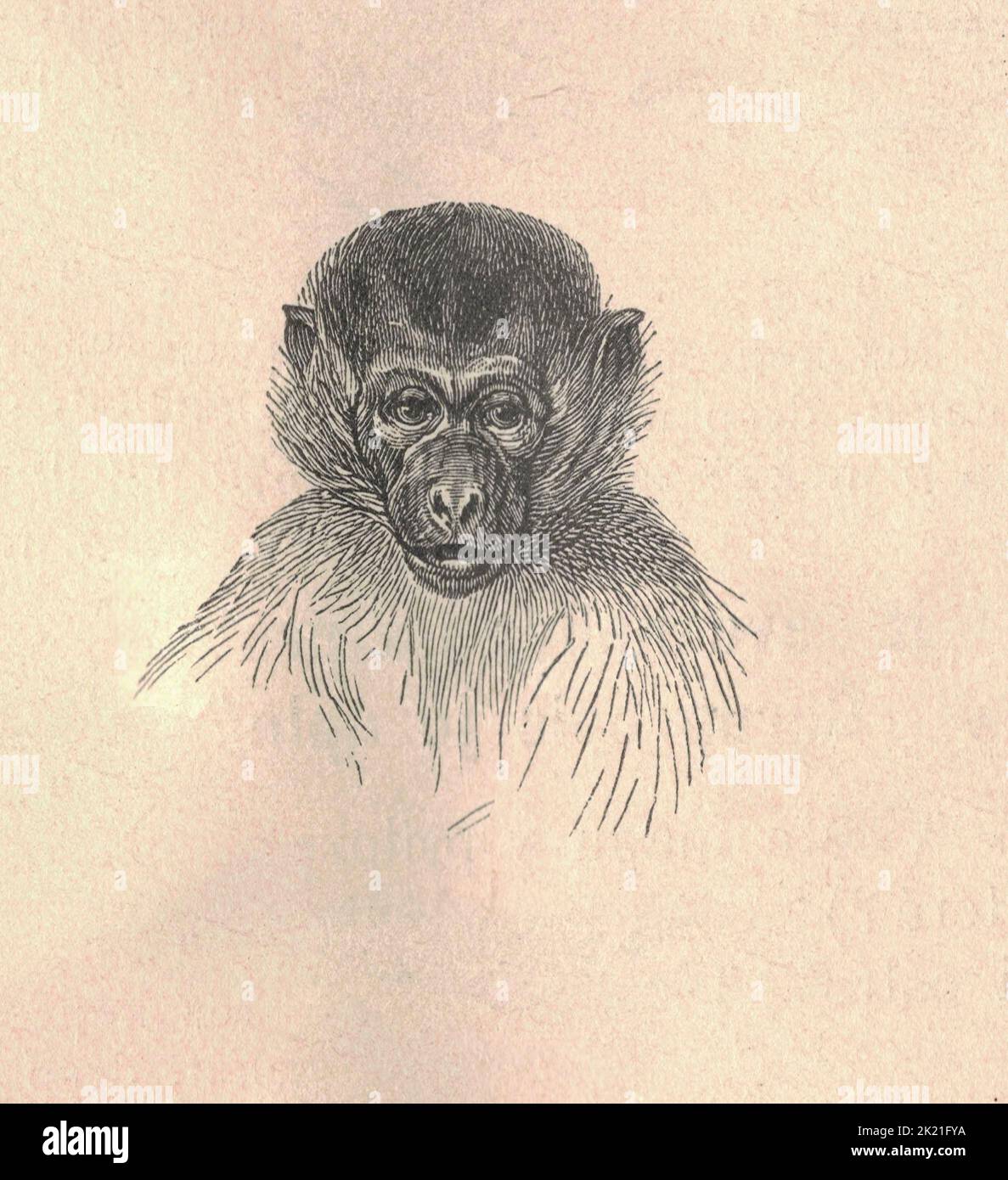 Antique engraved illustration of a guenon monkey head. Vintage ...