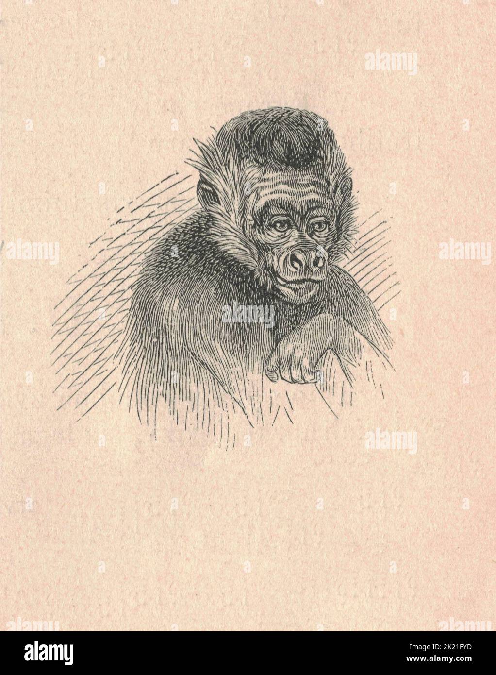 Antique engraved illustration of a spider monkey head. Vintage ...