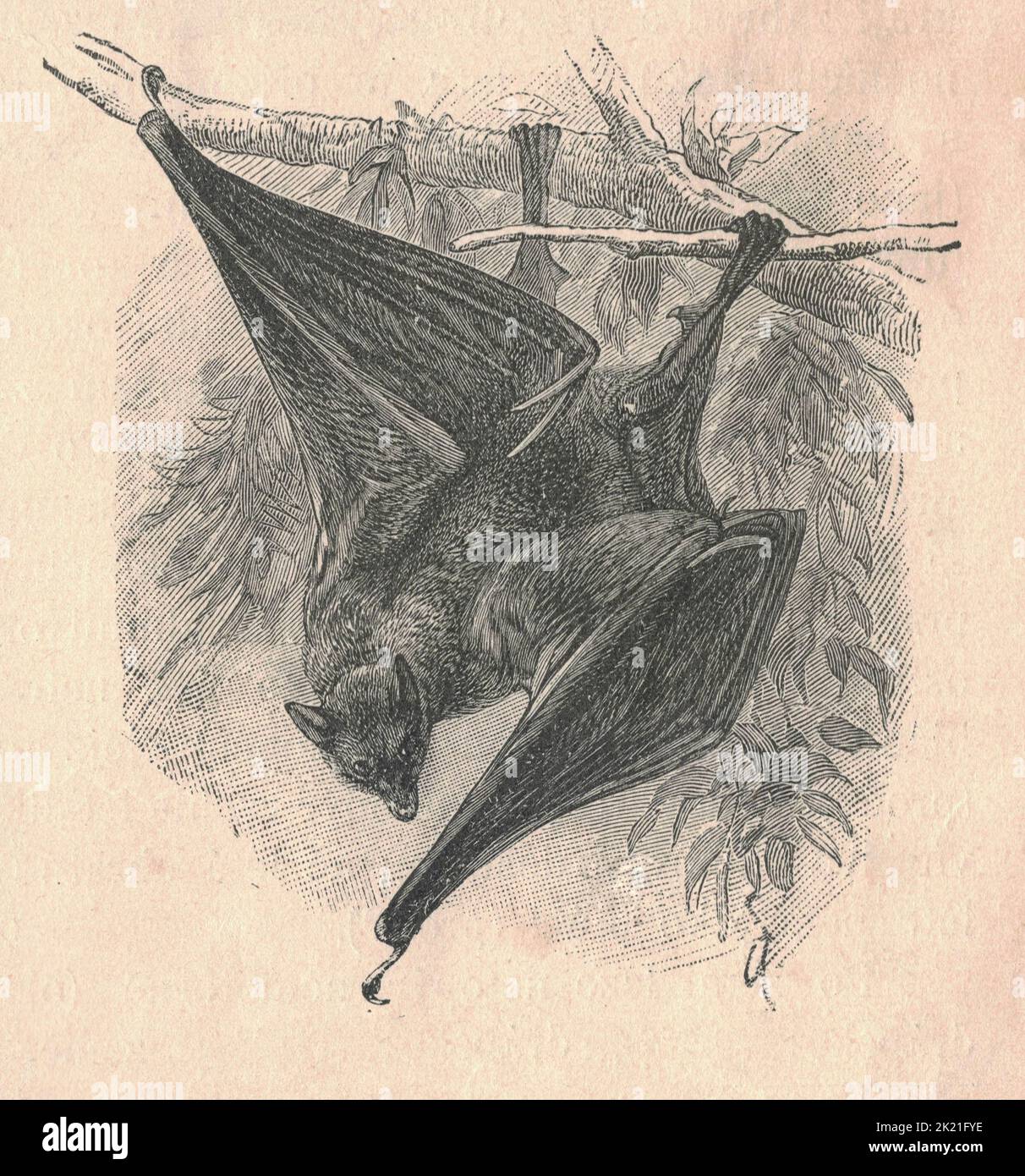 Antique engraved illustration of a megabat. Vintage illustration of a ...