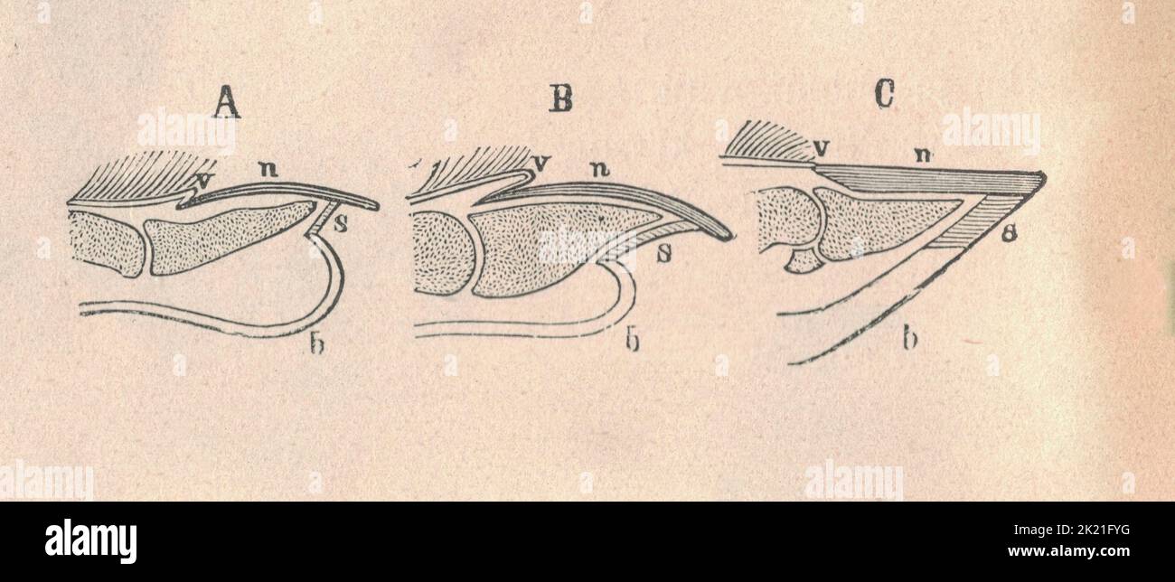 Cross section of the finger end. A - monkey, B - squirrel, C - horse ...