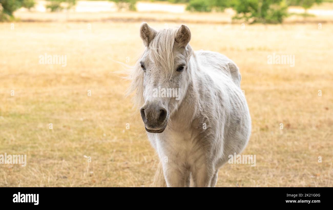 Pony horse.farm animal.White pony horse in paddock .Beautiful horse in ...