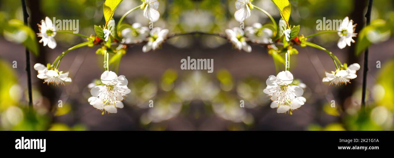 Defocus fresh spring branches of cherry tree with flowers, natural ...