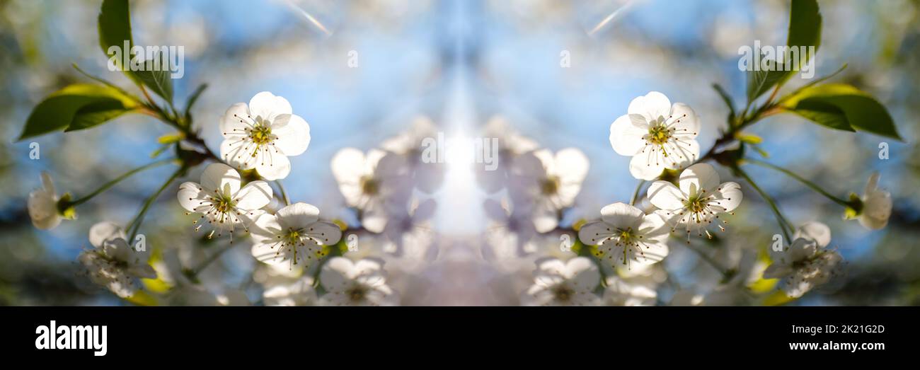 Defocus fresh spring branches of cherry tree with flowers, natural ...