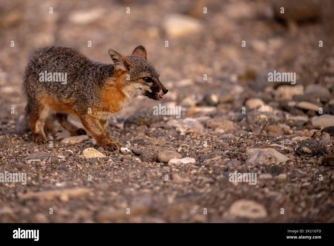 Channel Island Fox Looks Up from Scavenging on shore of Santa Cruz ...