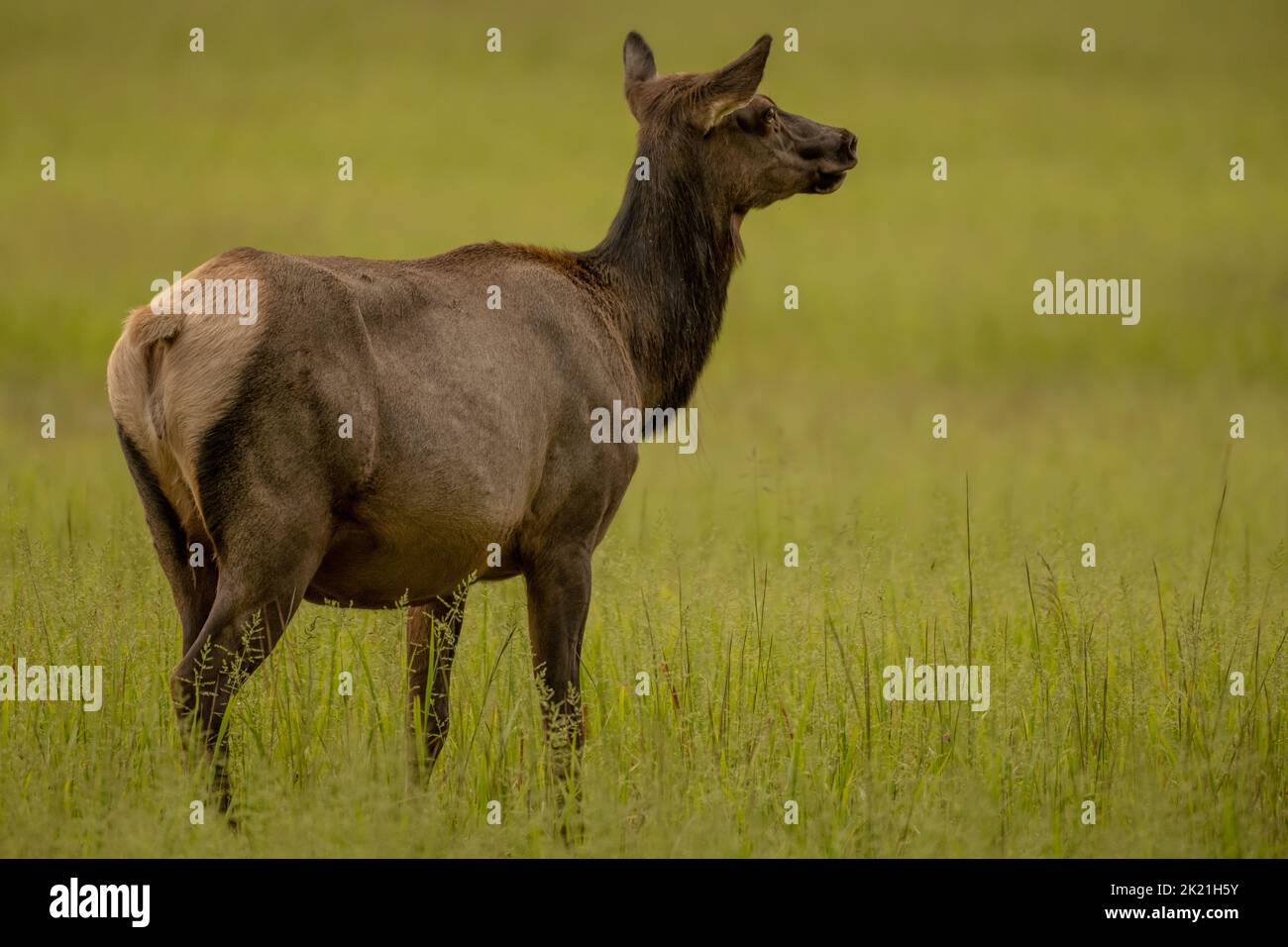 Cow Elk Stands In Grassy Field and Looks Off Into The Distance in Great ...