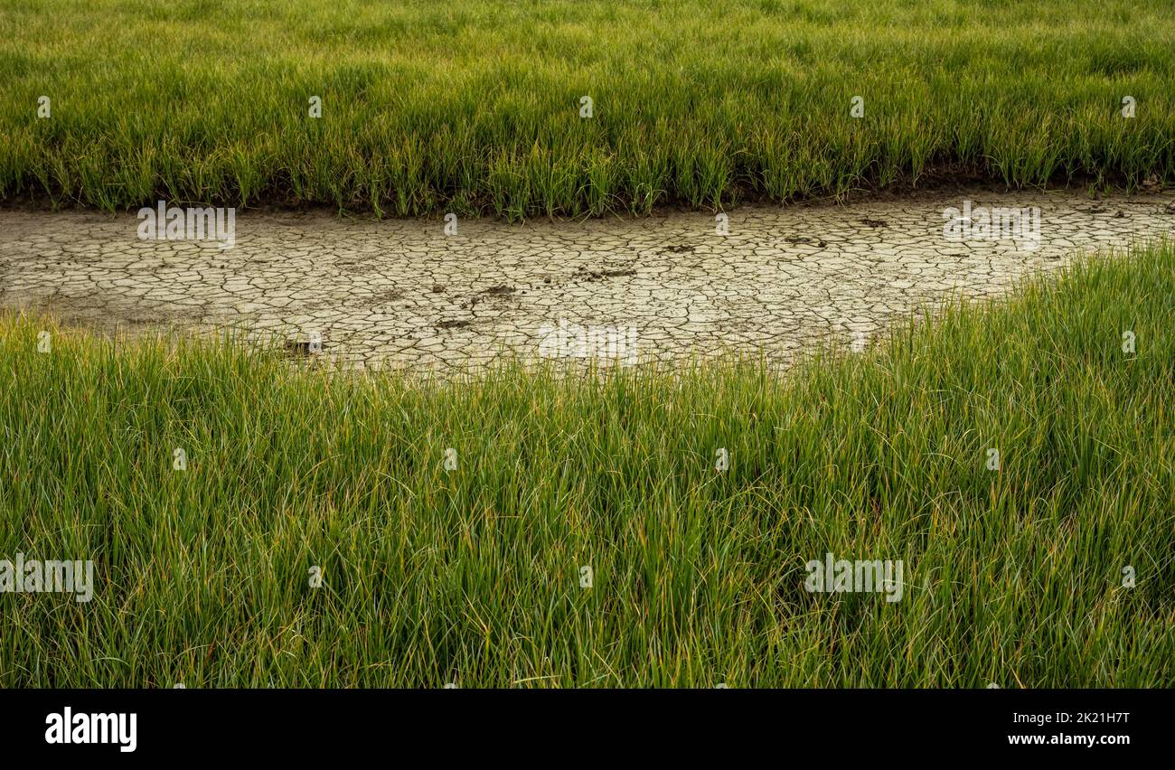 Cracked Dry Mud Pit In Grassy Field in Yellowstone National Park Stock ...