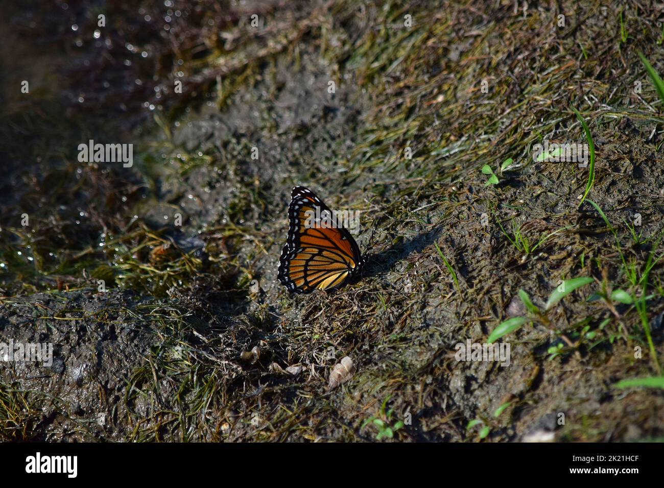 Butterfly pond hi-res stock photography and images - Alamy