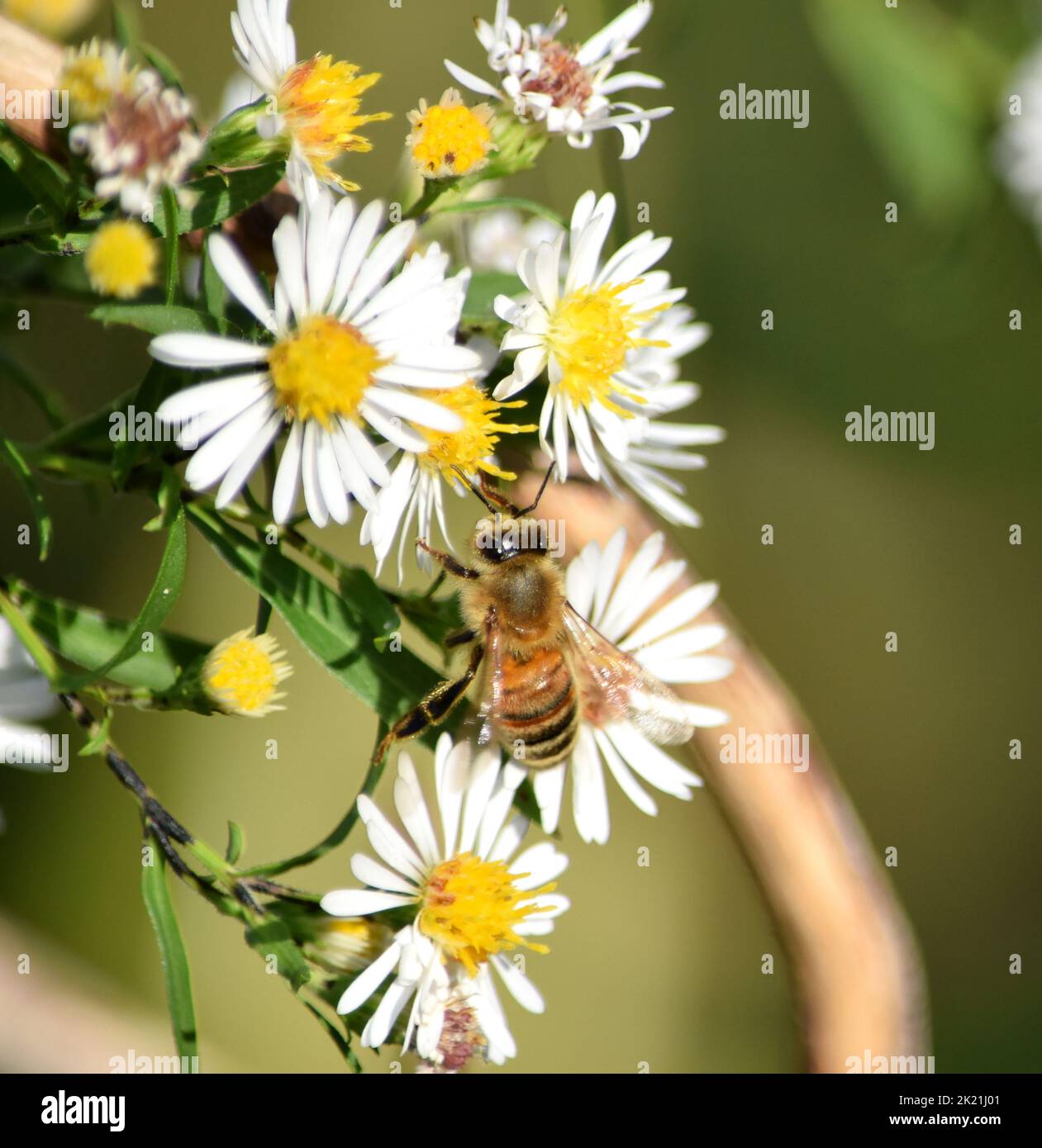 Honey Bees collecting pollen on white asters Stock Photo - Alamy