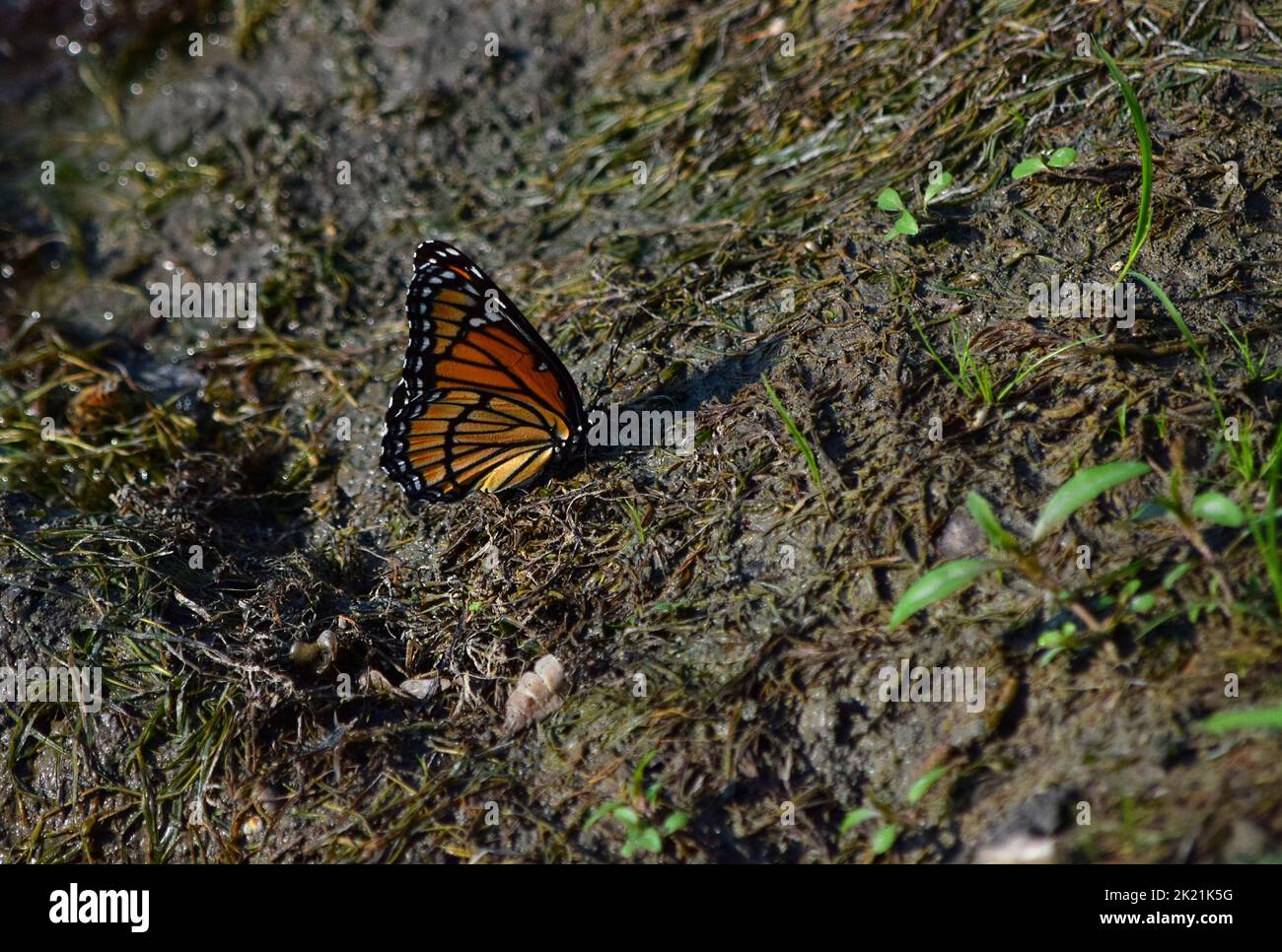 Monarch butterfly drinking water on a shore near a pond Stock Photo - Alamy