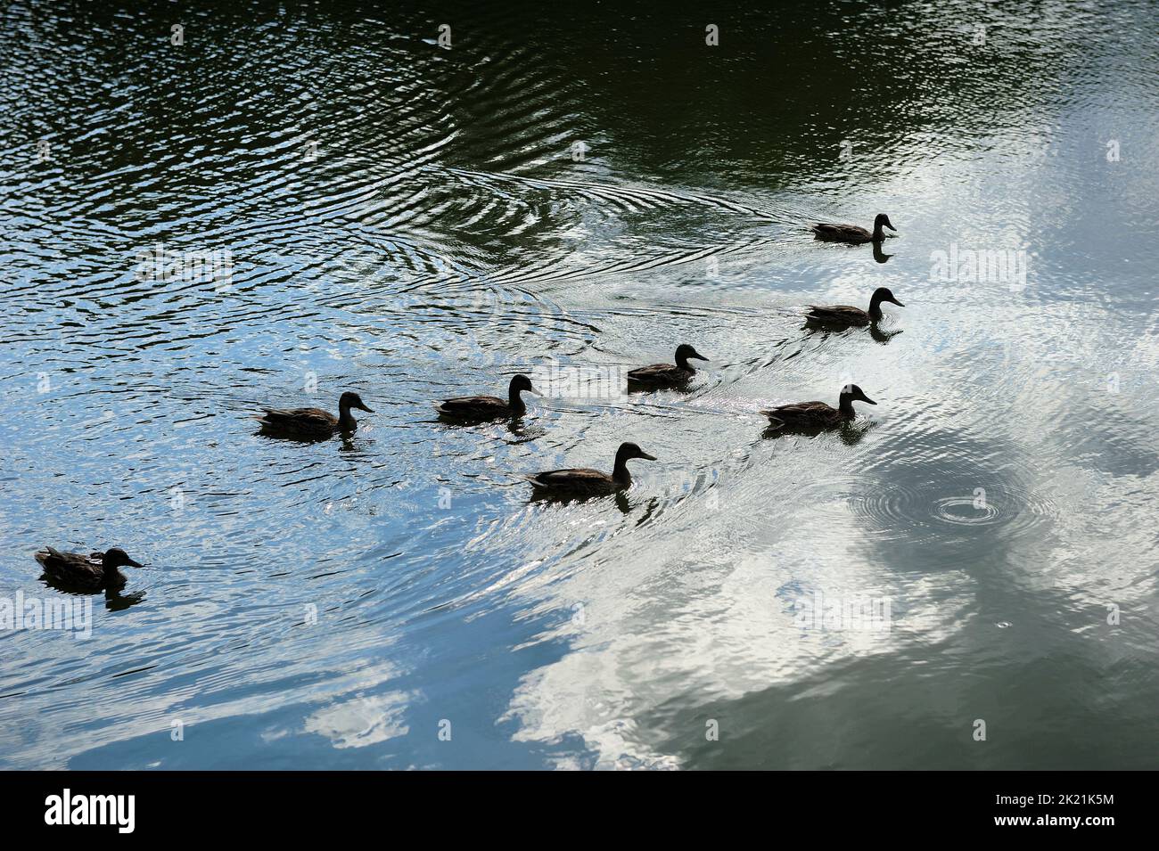 animals, bird, birds, duck, ducks, fly, avian, water, birds in water ...