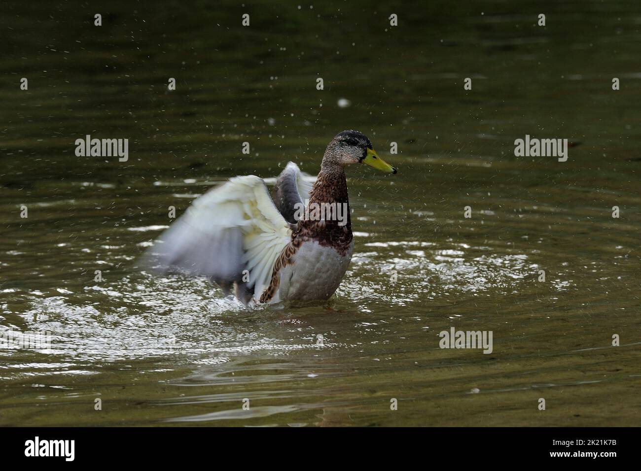 animals, bird, birds, duck, ducks, fly, avian, water, birds in water ...