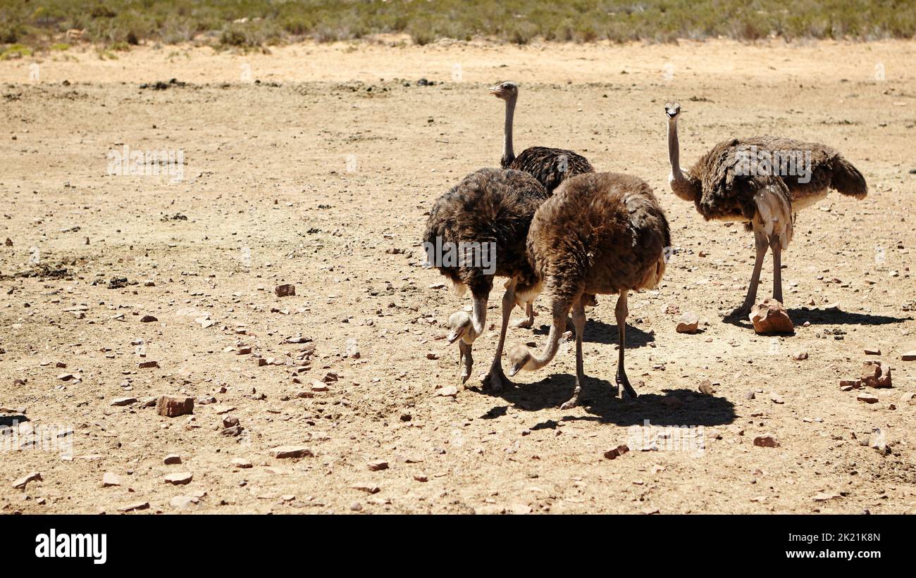 Flightless, but fleet of foot. ostriches on the plains of Africa of ...