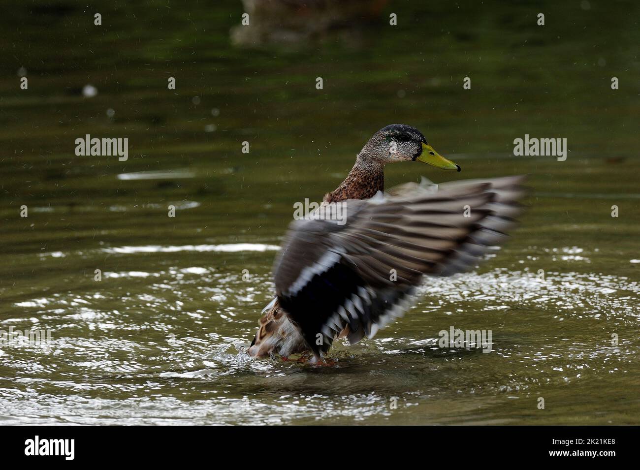 animals, bird, birds, duck, ducks, fly, avian, water, birds in water ...
