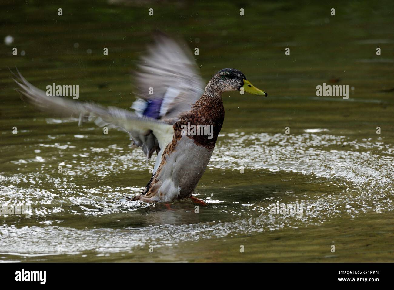 animals, bird, birds, duck, ducks, fly, avian, water, birds in water ...