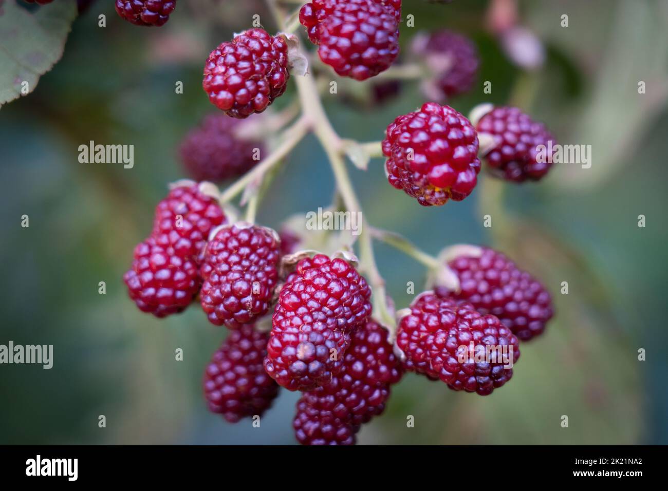 Black and white blackberries can be picked at an agritourism farm in ...