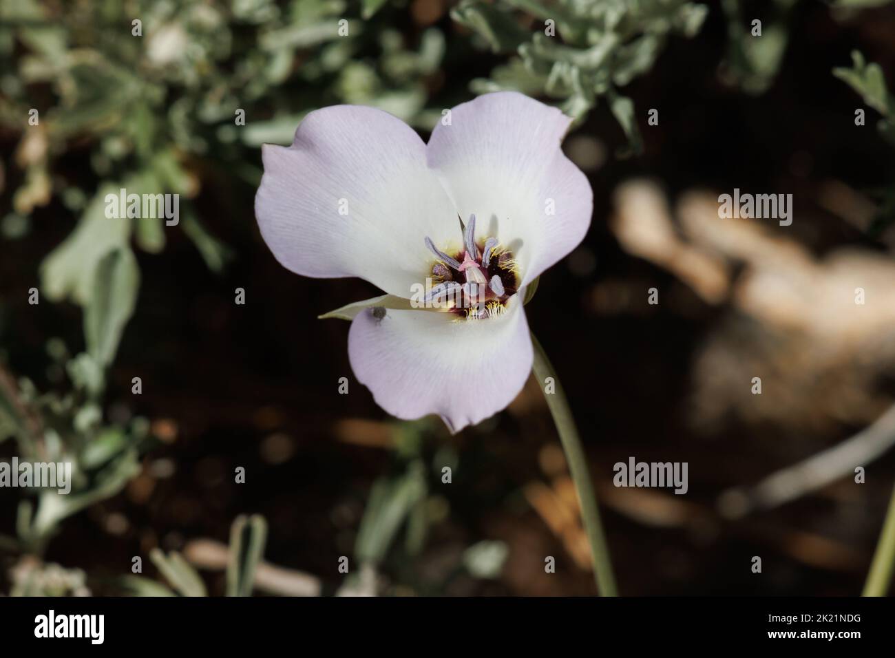 White flowering cyme inflorescence of Calochortus Invenustus, Liliaceae ...