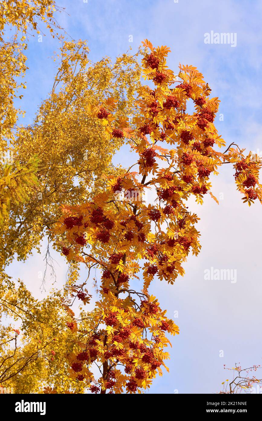 A branch of autumn wild mountain ash. Clusters of red berries among ...