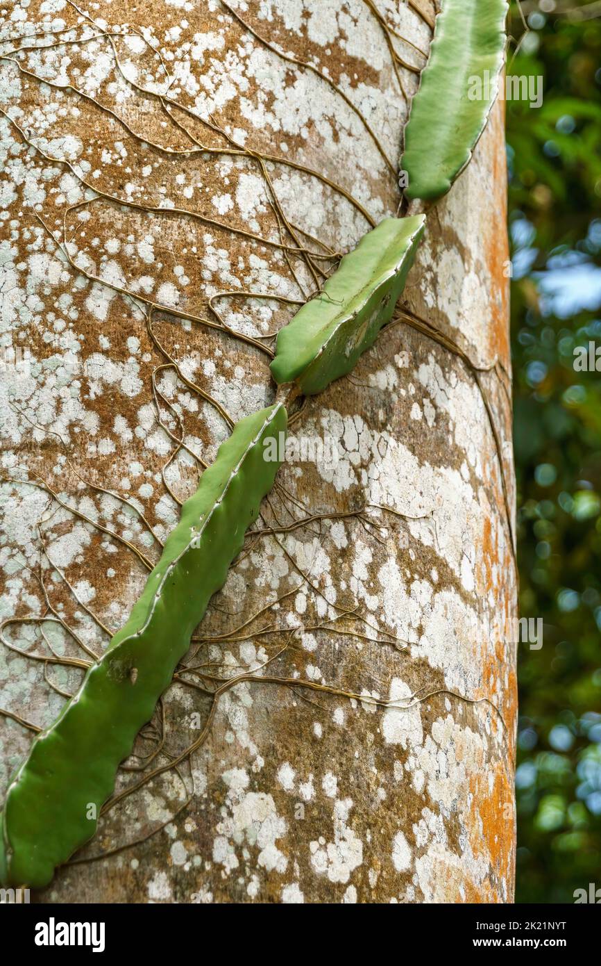 Climbing cactus hi-res stock photography and images - Alamy