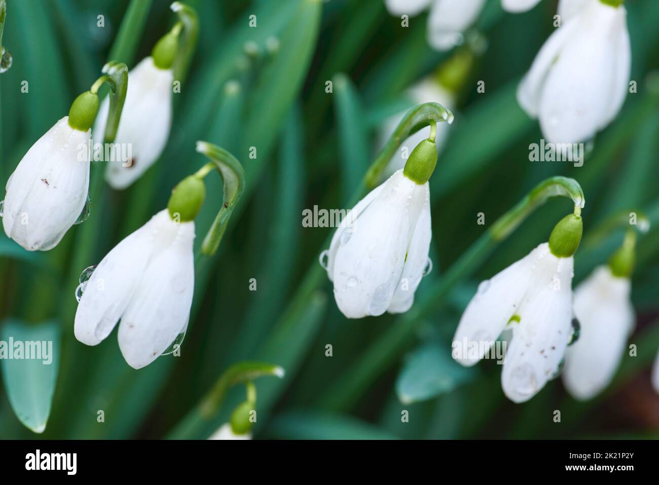 Common snowdrop - Galanthus nivalis Stock Photo - Alamy