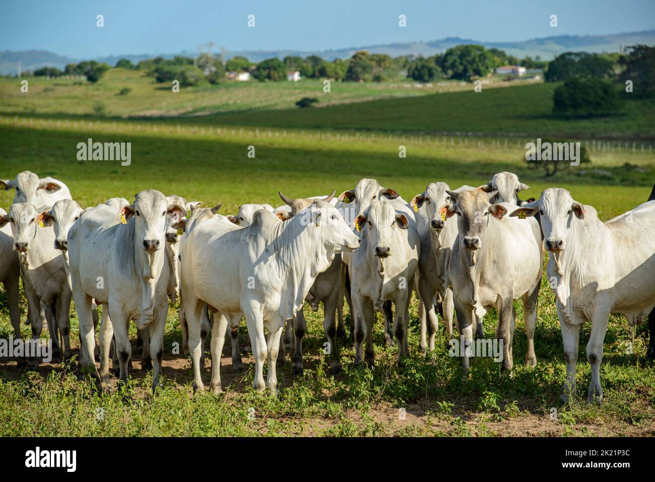 Cattle. Herd of Nelore cattle in the Northeast Region of Brazil ...